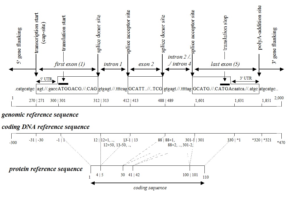 Sequence Variant Nomenclature Sequence Variant Nomenclature